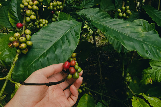 What Is Fair Trade Coffee and Why We Support It? - SociaBull Coffee Company